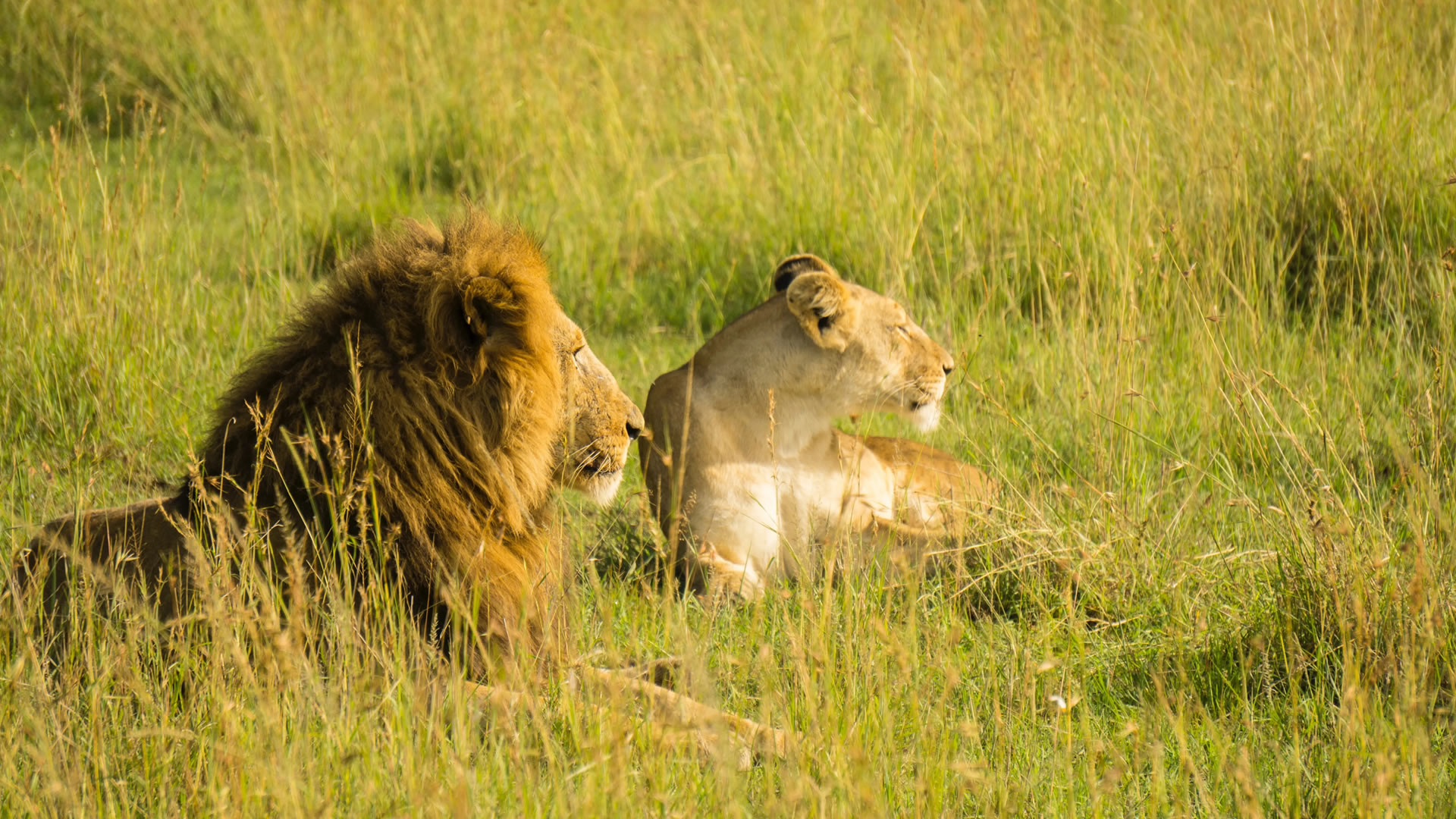 Kenya Safaris & Holidays | Grand Africa Experiences